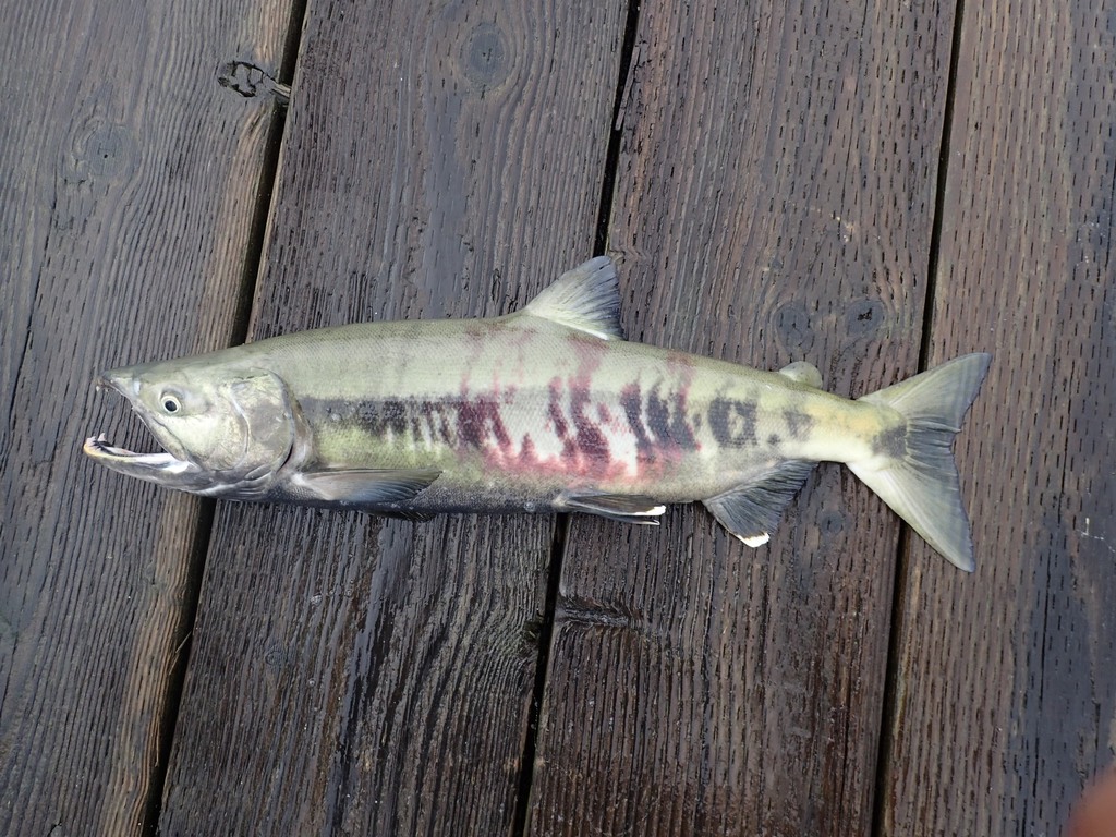 Chum Salmon in July 2016 by Michael Verdirame · iNaturalist