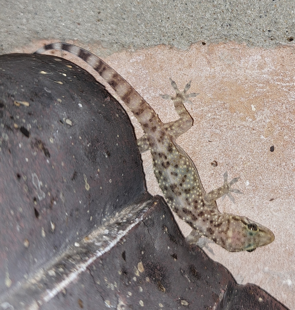 Mediterranean House Gecko from Corpus Christi, TX 78414, USA on ...