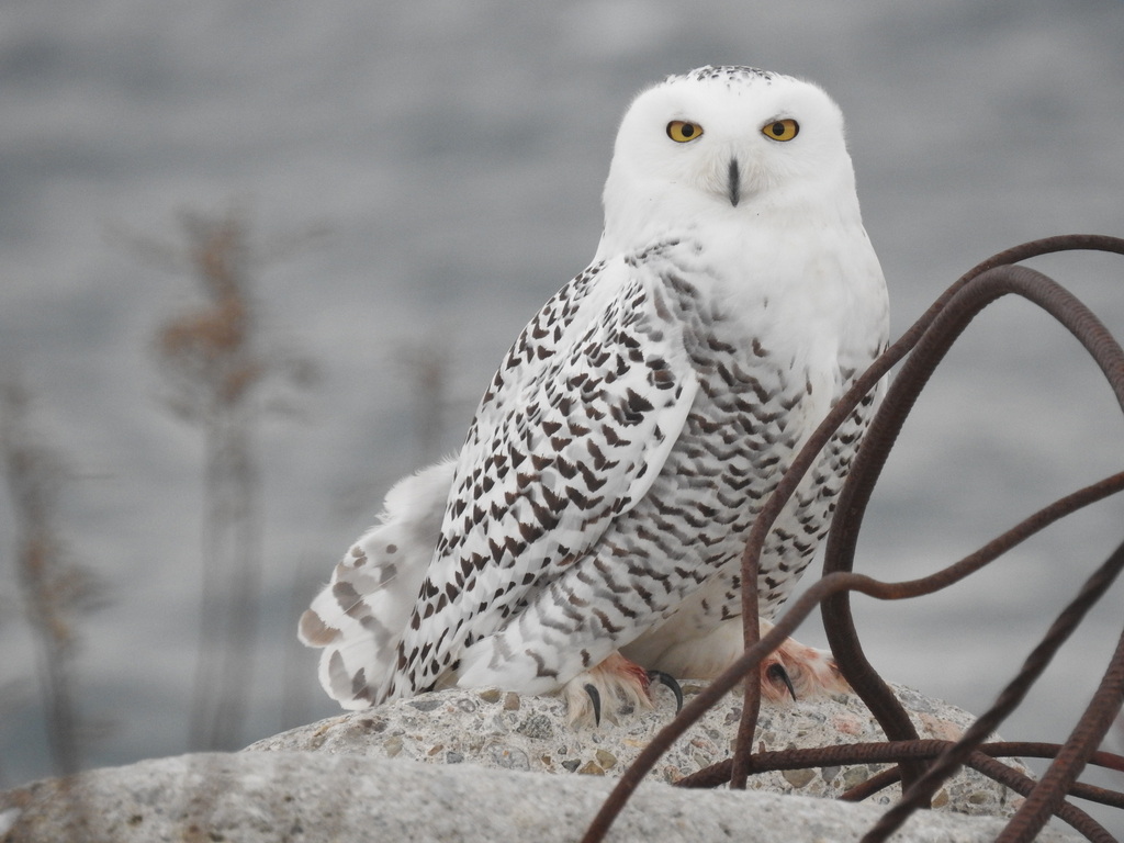 Snowy Owl from Toronto, ON, Canada on December 20, 2021 at 12:18 PM by ...