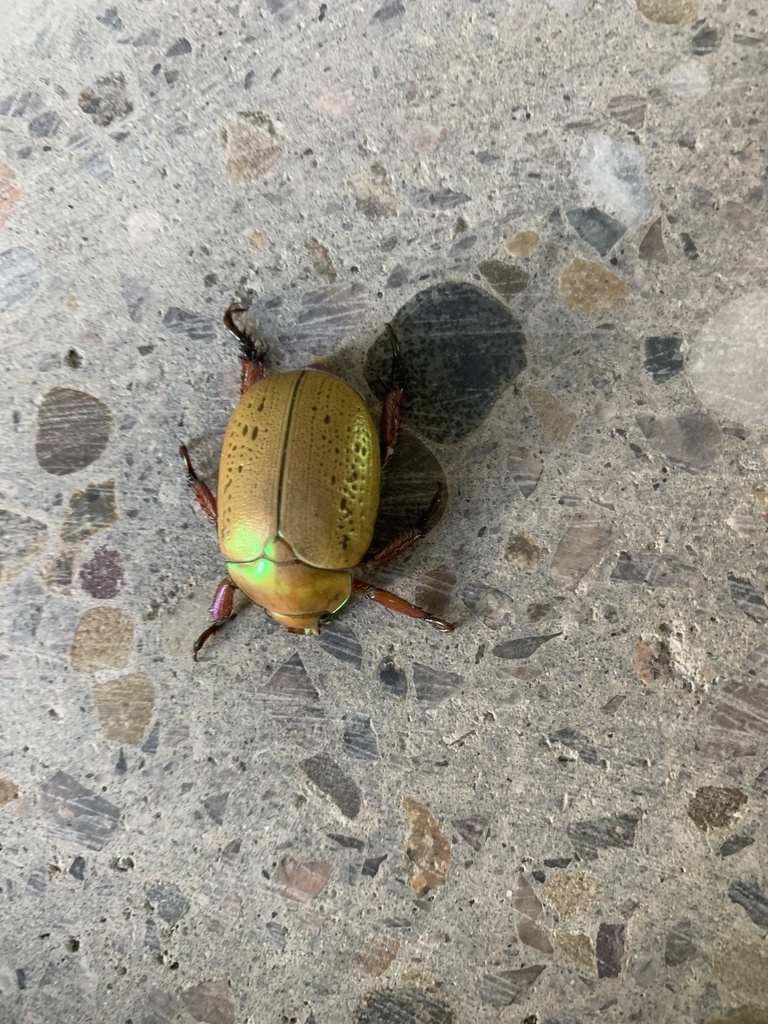 Anoplognathus olivieri from Solarch Ave, Little Bay, NSW, AU on ...