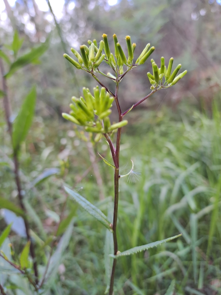 linear-leaved australian fireweed in November 2022 by Charlotte Davis ...