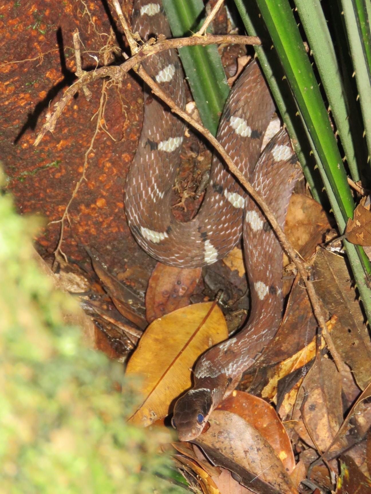 Pseudoxenodon macrops (Blyth, 1855)
