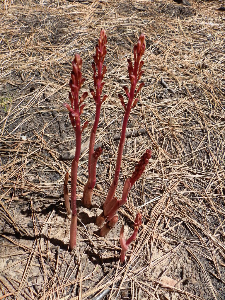 spotted coralroot from Coconino Co., Arizona, USA on May 3, 2015 by ...