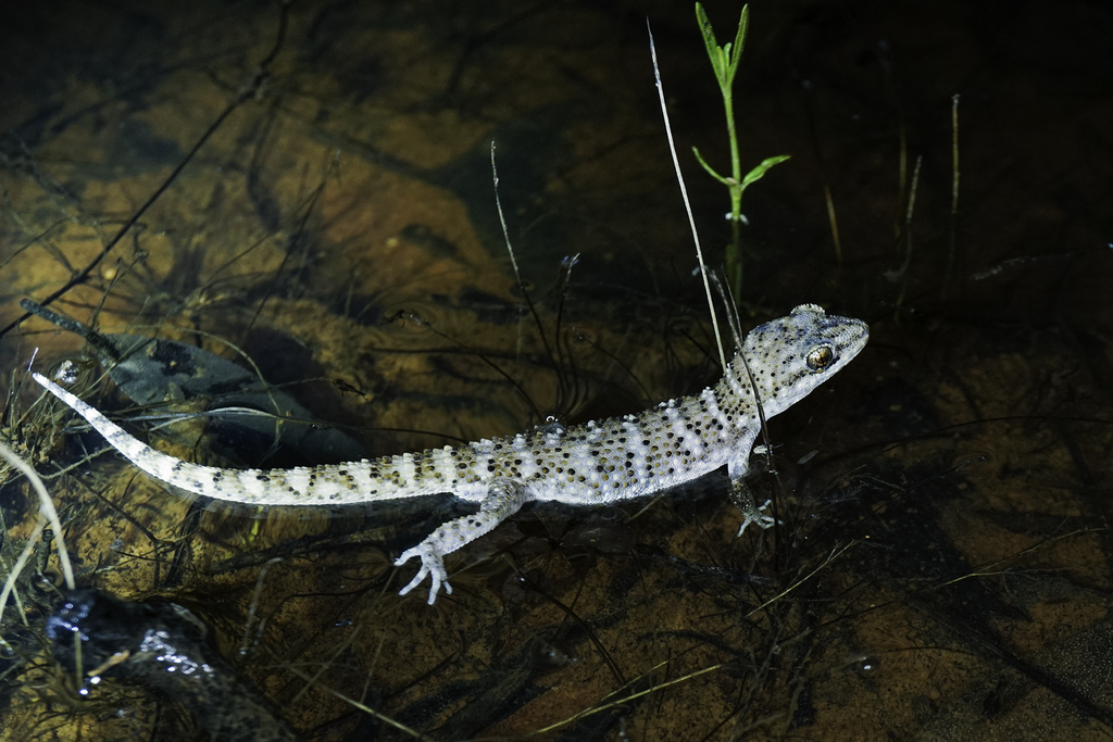 Common Prickly Gecko from Thrushton, Balonne, Queensland, Australia on ...