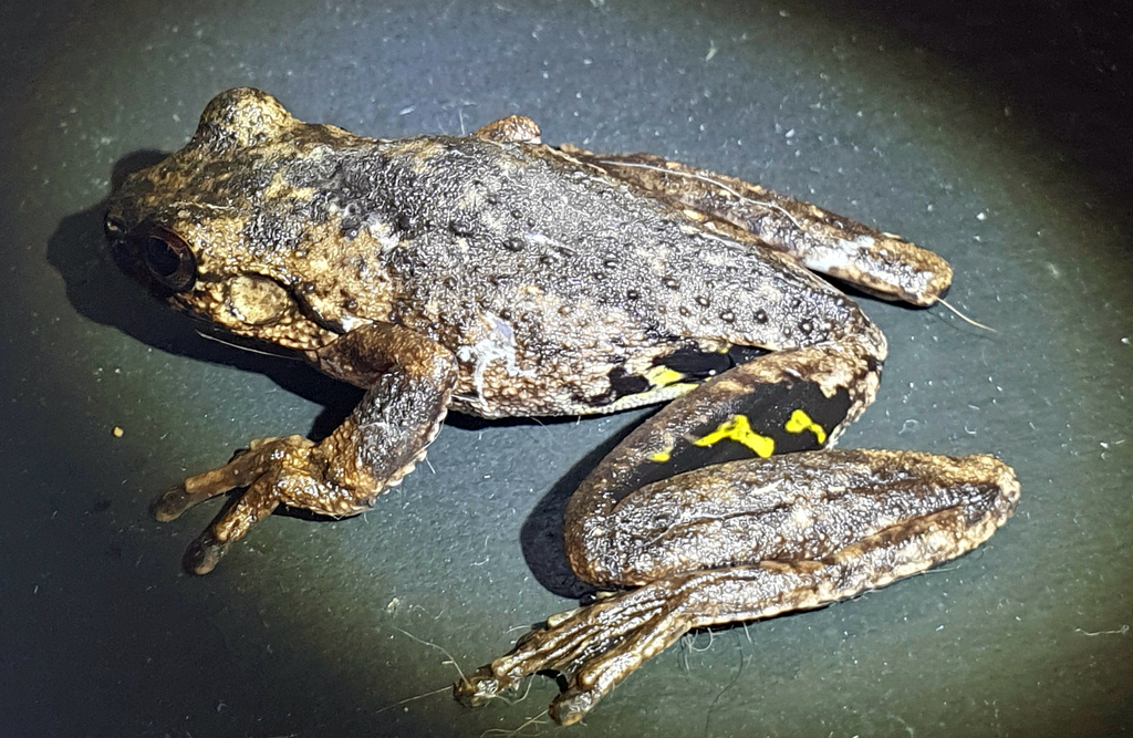 Roth's Tree Frog from Kuranda QLD 4881, Australia on April 16, 2020 at 09:49 AM by Gillian ...