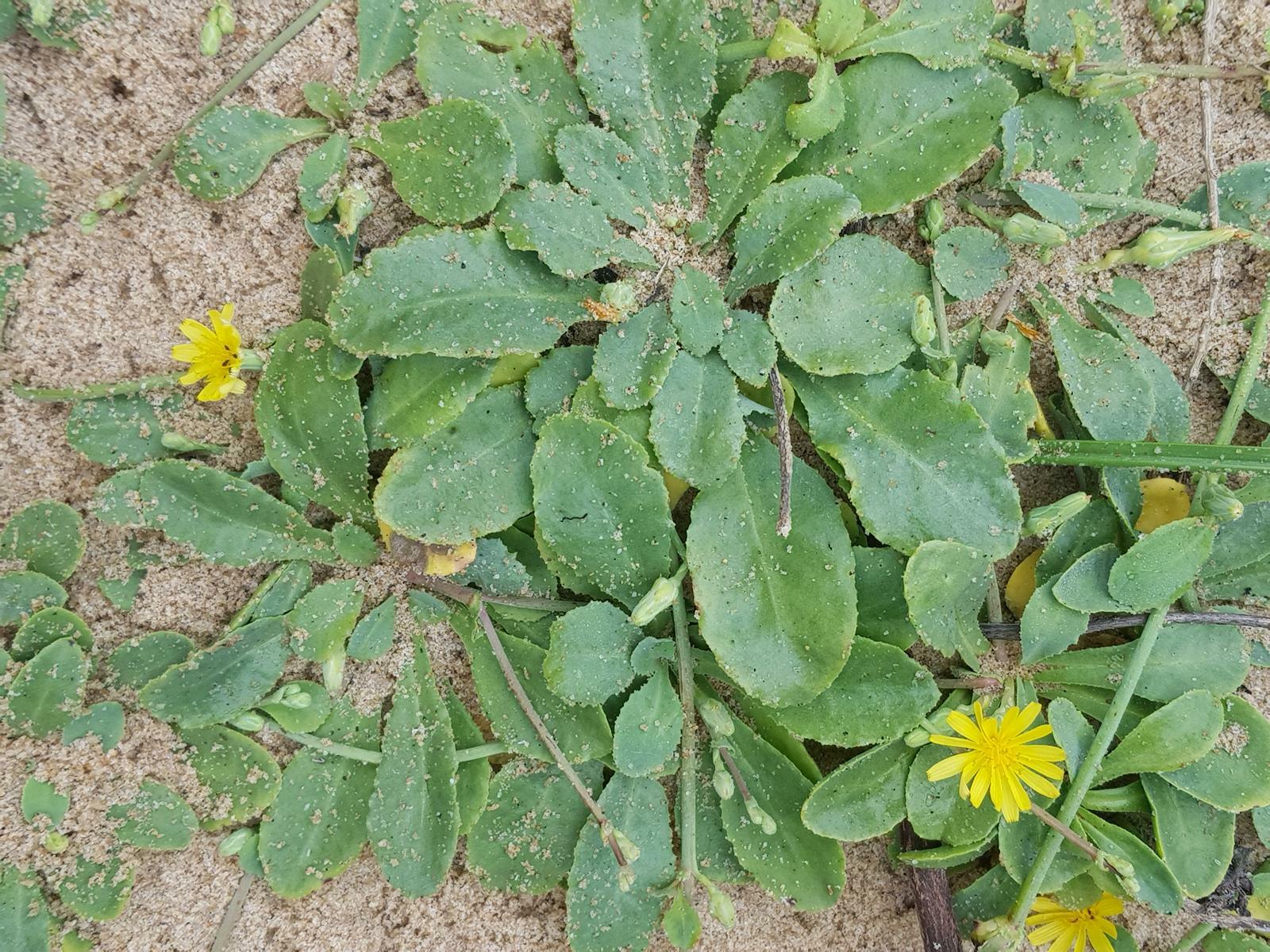 Launaea sarmentosa (Willd.) Sch.Bip. ex Kuntze