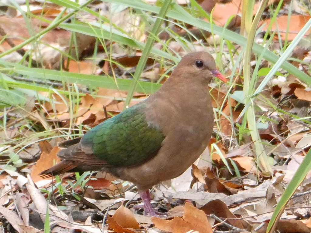 Pacific Emerald Dove from Gootchie QLD 4650, Australia on November 29 ...