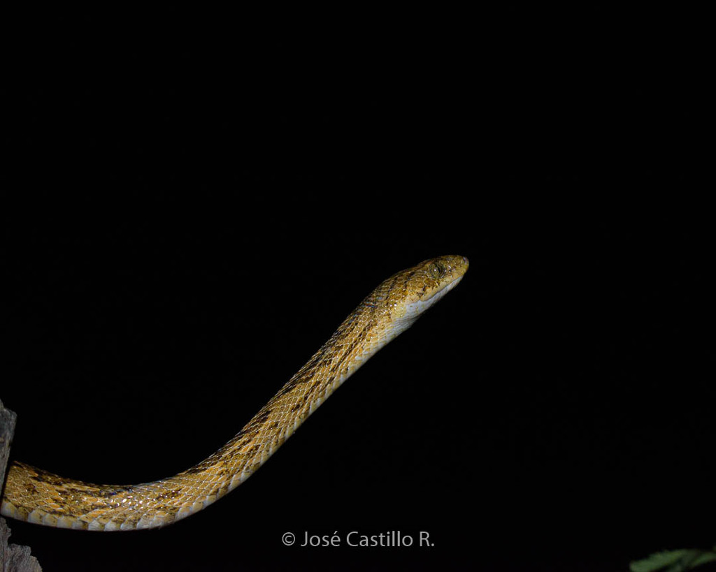 Western Lyre Snake from Santo Domingo Ingenio, Oax., México on November ...