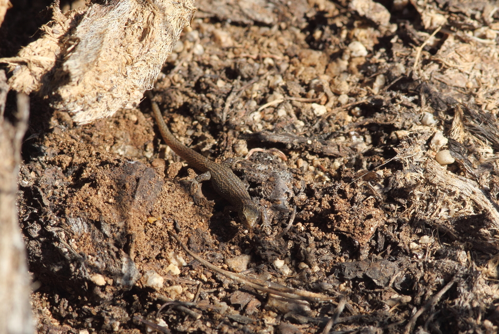 Desert Night Lizard from Cima Dome, Mojave National Preserve on ...