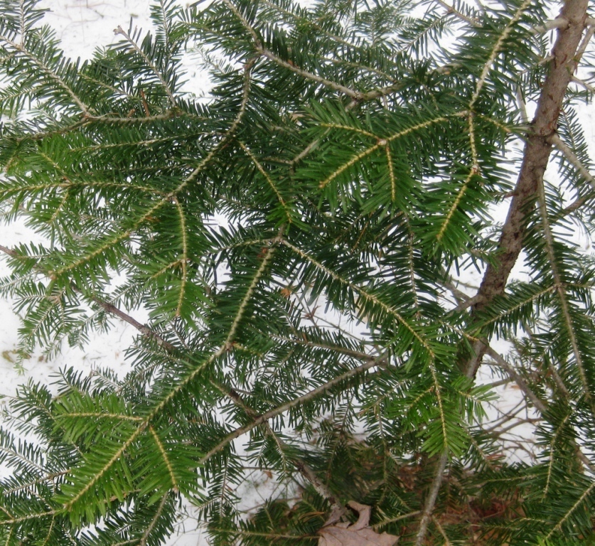 balsam fir from Molly Beattie state forest, grafton, vt on February 03 ...