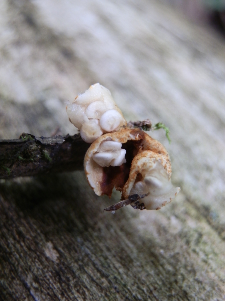 Crucibulum parvulum from Hancock Co., West Virginia, USA on June 03 ...