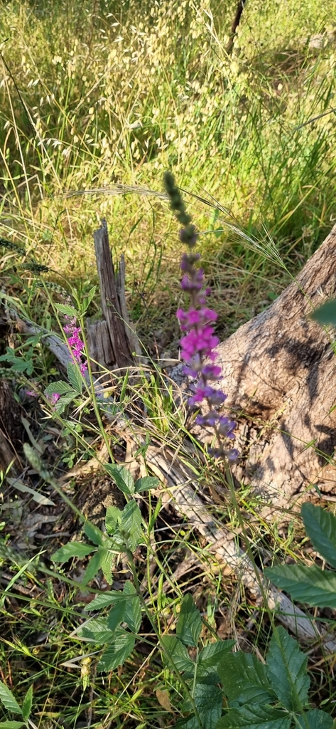 native scurf-pea from Belair SA 5052, Australia on November 29, 2022 at ...