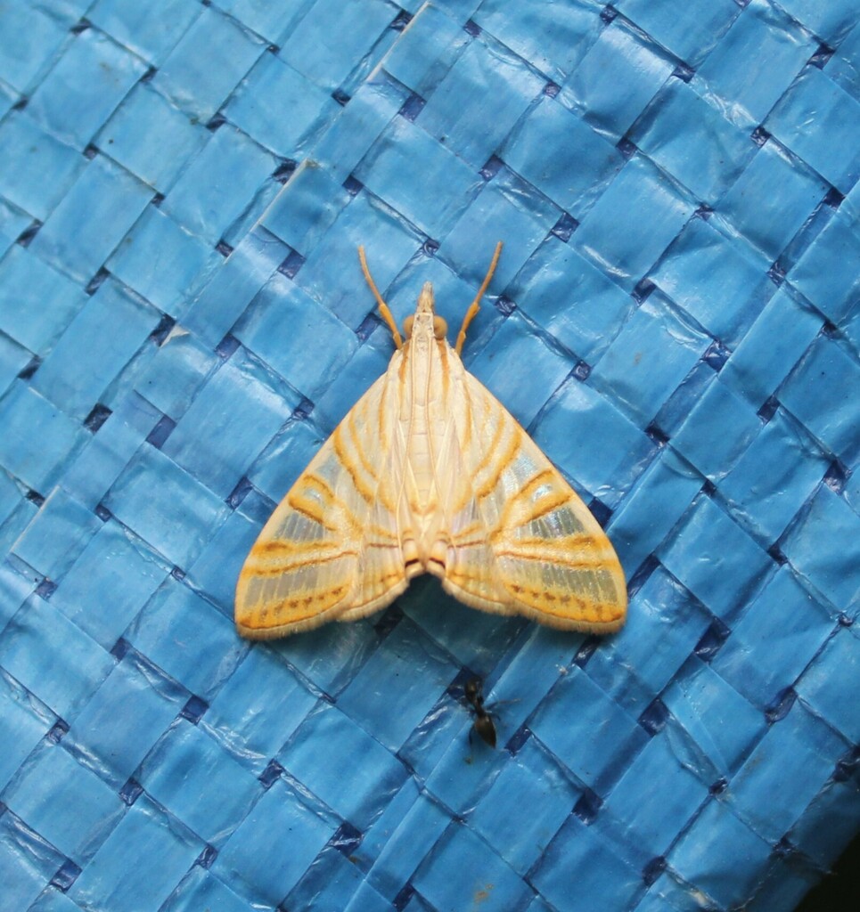 Agrioglypta enneactis from Nadroga-Navosa, Fiji on November 27, 2022 at ...