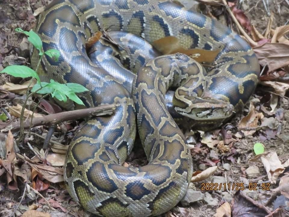 Burmese Python in November 2022 by Htet Arkar Aung · iNaturalist