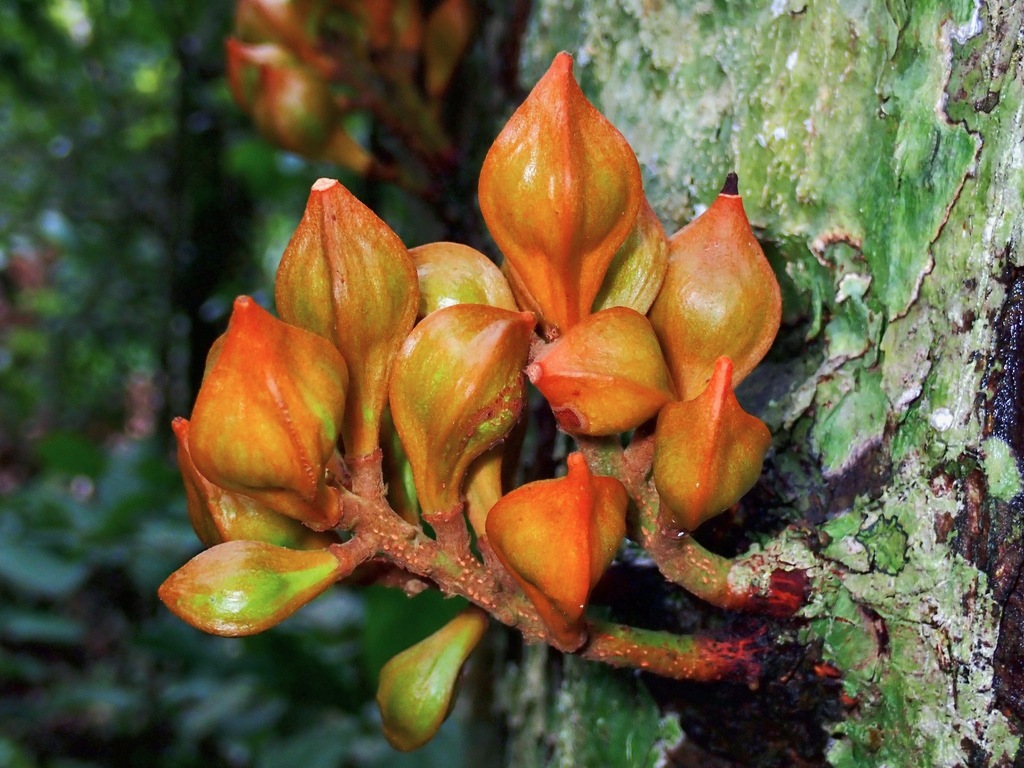 flowering plants from Palawan, Philippines on November 21, 2022 at 11: ...