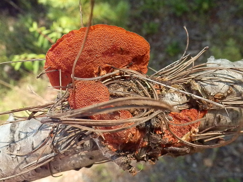 Northern Cinnabar Polypore from Grand Lake Stream Region, Maine, USA on ...