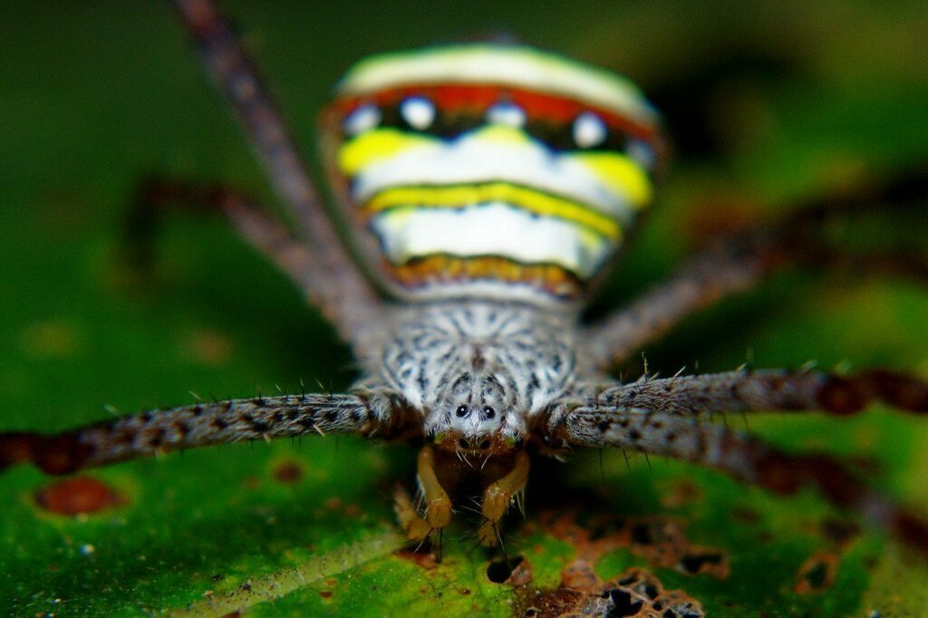 Signature Spider (Araneae (spiders) of the Chagos Archipelago ...