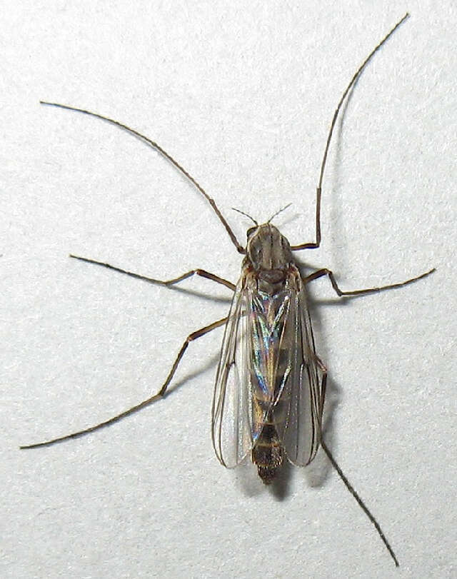 Chironomus (Diptera (flies) of the British Indian Ocean Territory ...