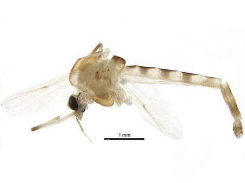 Chironomus (Diptera (flies) of the British Indian Ocean Territory ...