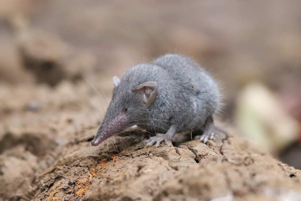 Asian House Shrew (Suncus murinus) - Know Your Mammals
