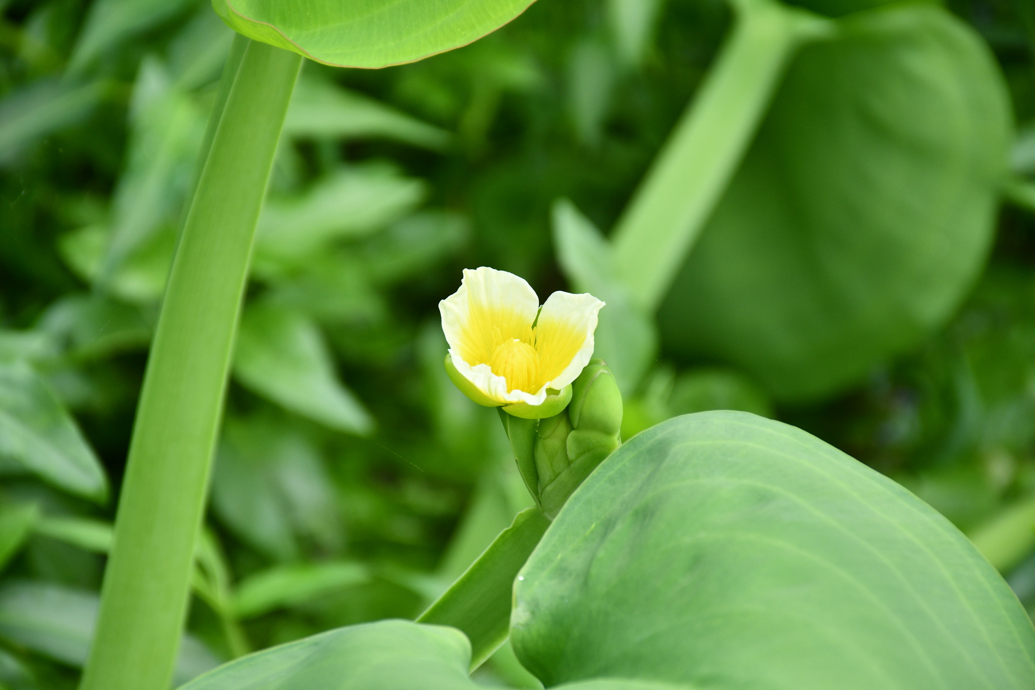 Limnocharis flava (L.) Buchenau