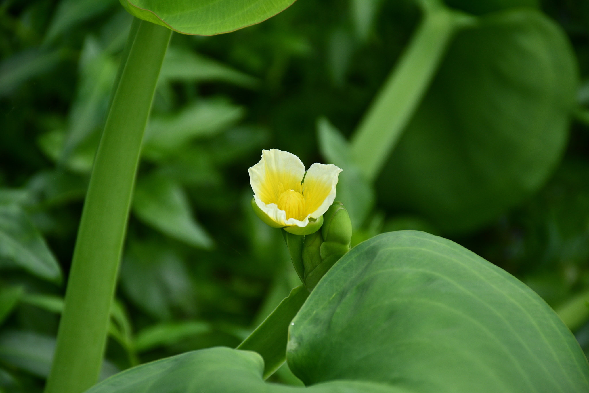 Limnocharis flava (L.) Buchenau