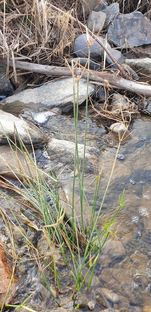 Stiff-leaved Flat-sedge from Wirrina Cove SA 5204, Australia on ...
