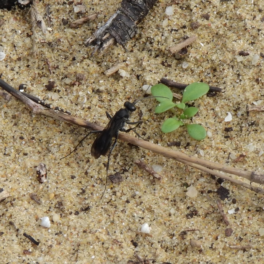 Pepsinae from 2820 Charneca de Caparica, Portugal on November 28, 2022 ...
