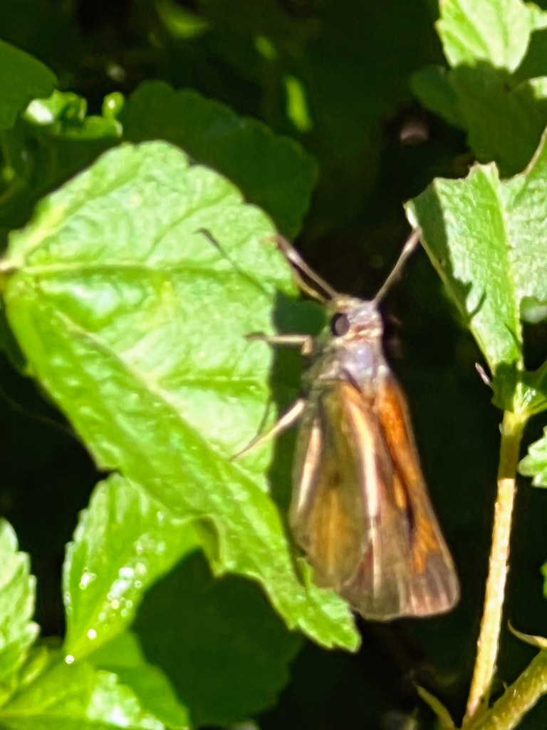Hesperiini from Esperanza, Vieques 00765, Puerto Rico on November 20 ...
