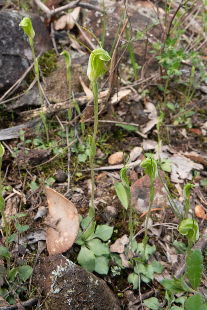 dwarf greenhood from Mount Alexander Bal, Victoria, Australia on ...