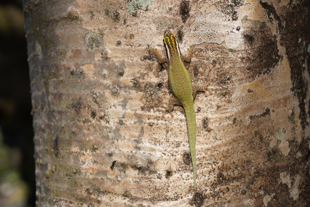 Réunion Island ornate day gecko in November 2022 by Pierre-Louis ...