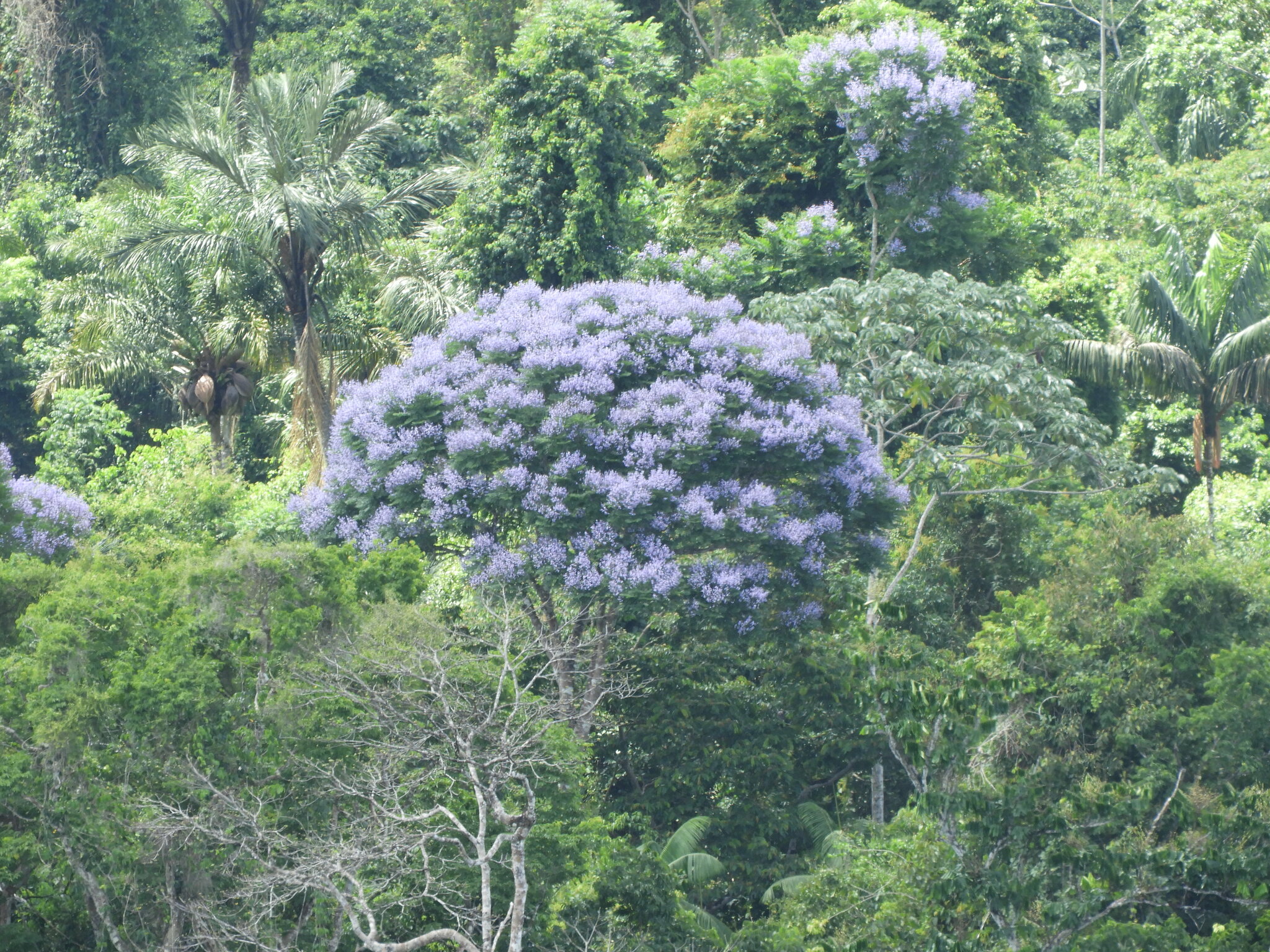Jacaranda copaia (Aubl.) D.Don