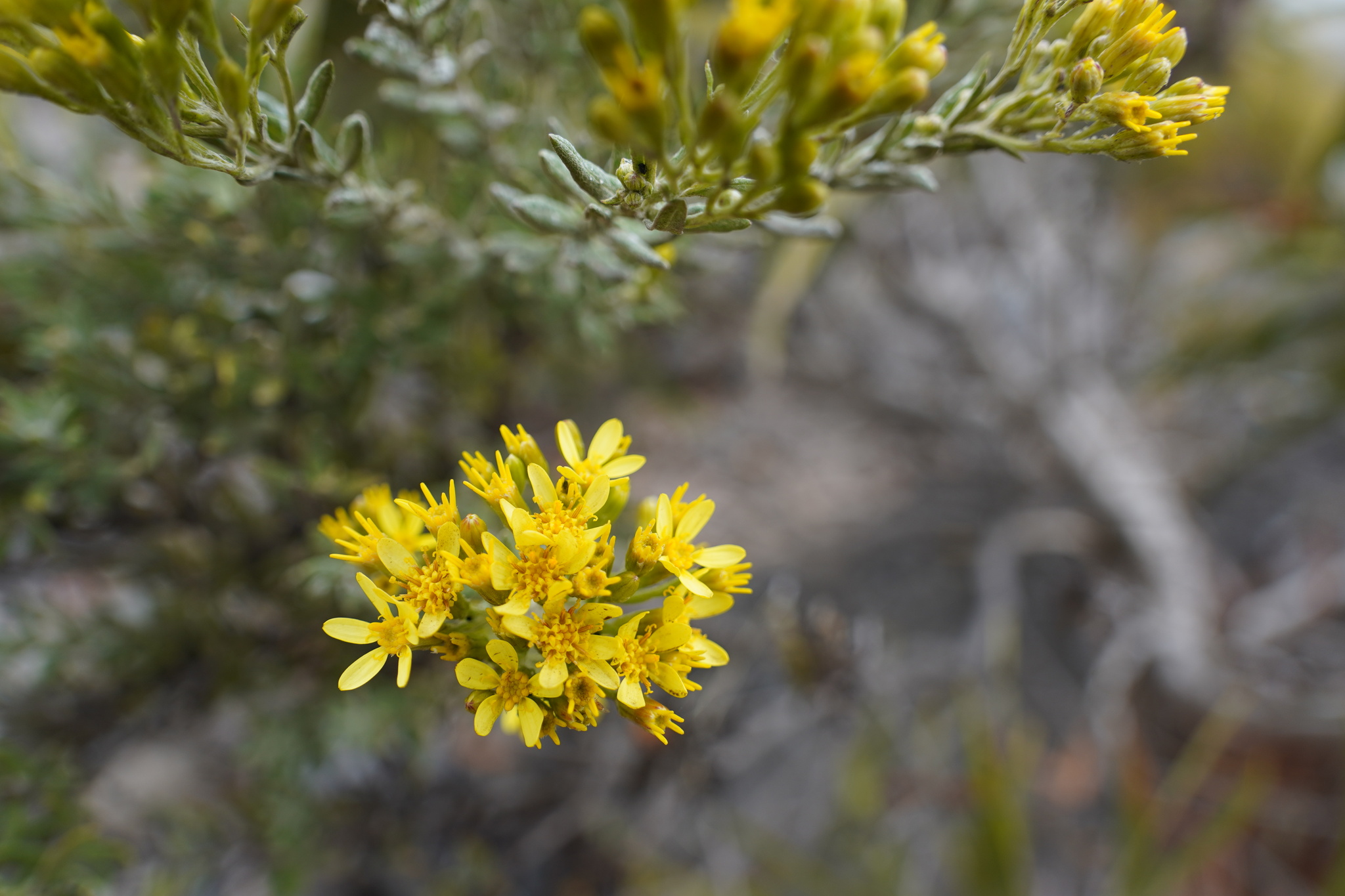 Hubertia tomentosa Bory
