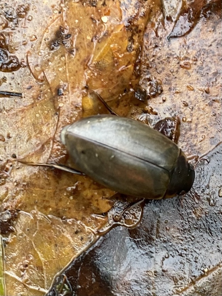 large-grooved diving beetle from Lodge Farm Lane, Beccles, England, GB ...