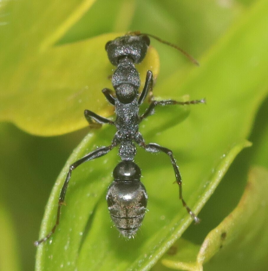 baby bull ant from Ocean Grove - Barwon Heads VIC, Australia on ...
