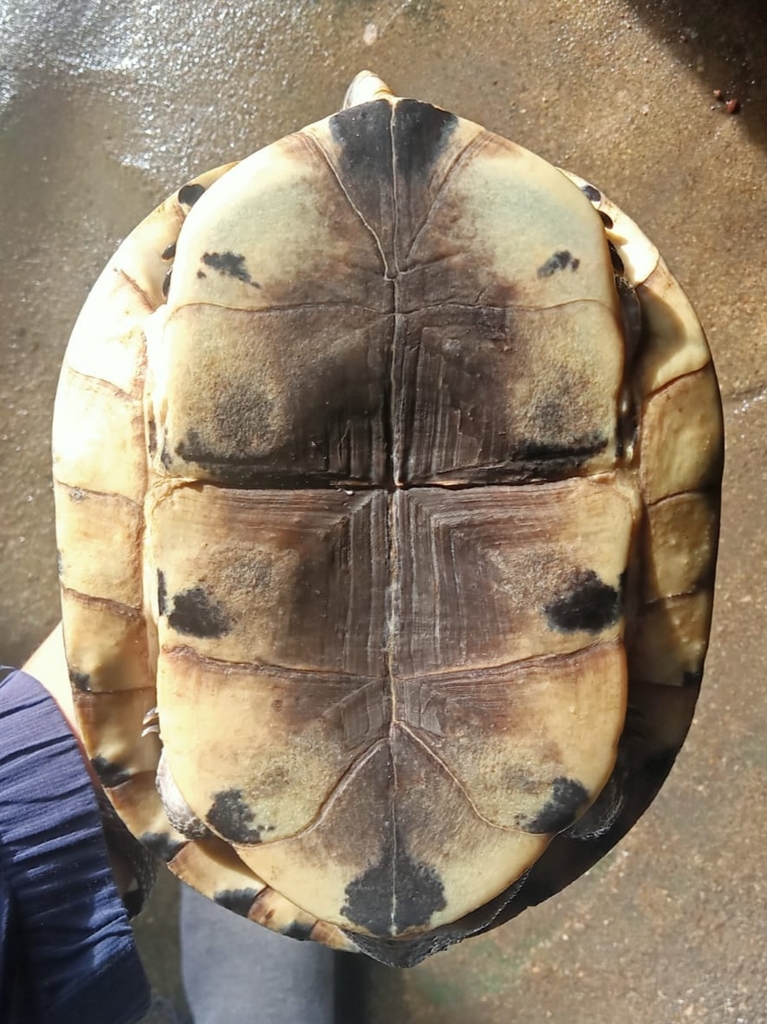 South Asian Box Turtle in November 2022 by Amat Ribut · iNaturalist