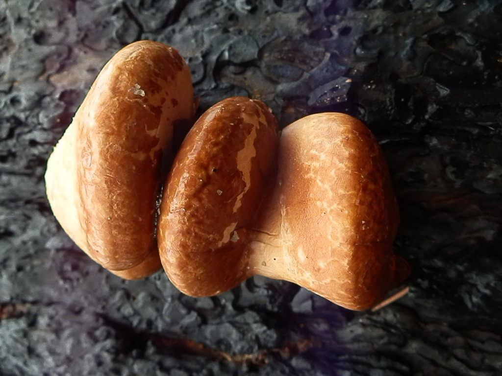 Veiled Polypore from Coconino Co., Arizona, USA on May 01, 2016 by ...