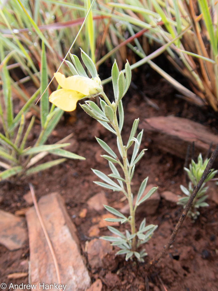 Frilly Pea from Walter Sisulu National Botanical Gardens on October 27 ...