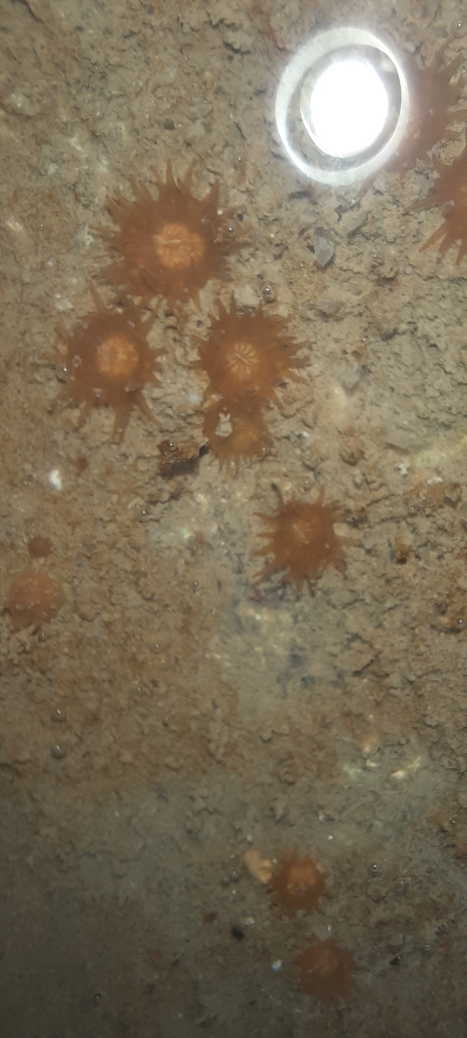 Polycyathus Duncan, 1876