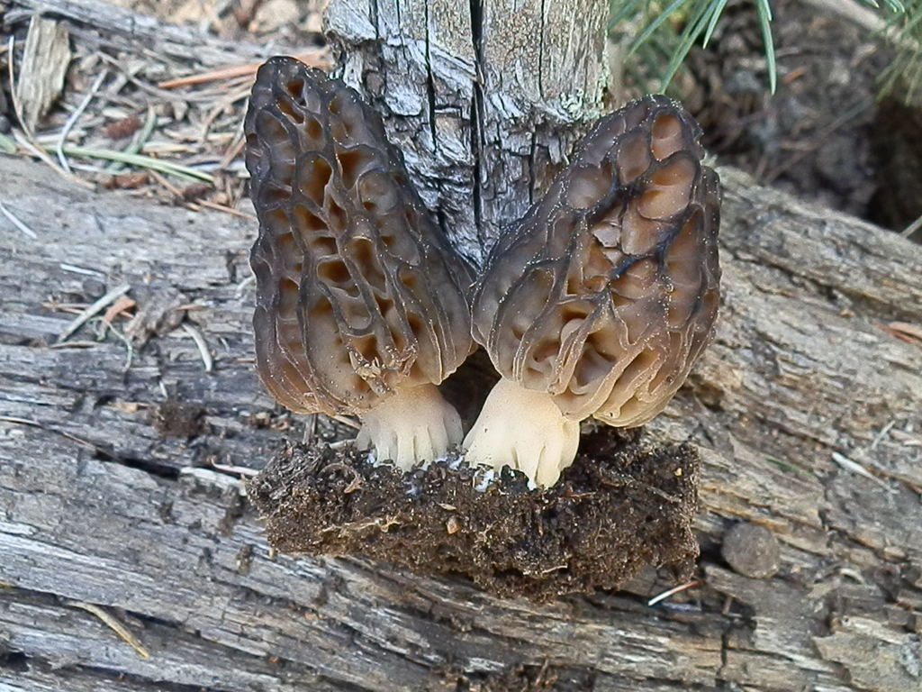 Morchella snyderi from Coconino Co., Arizona, USA on May 12, 2016 by ...