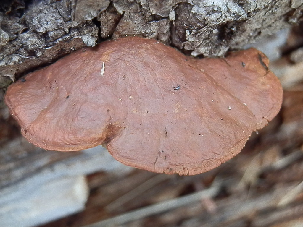 tender nesting polypore from Coconino Co., Arizona, USA on July 03 ...