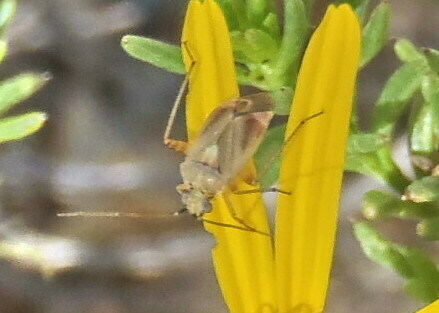 Red-spotted Aster Mirid from Big Bend National Park, Brewster County ...