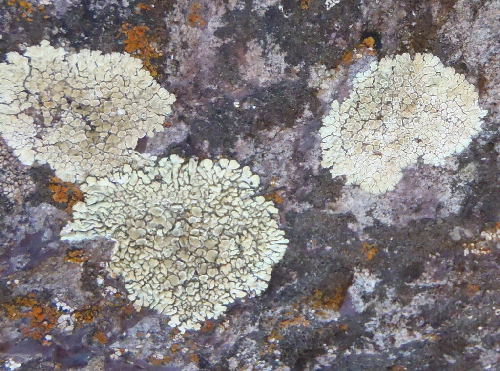 Lecanoraceae from Big Bend National Park, Brewster County, TX, USA on ...