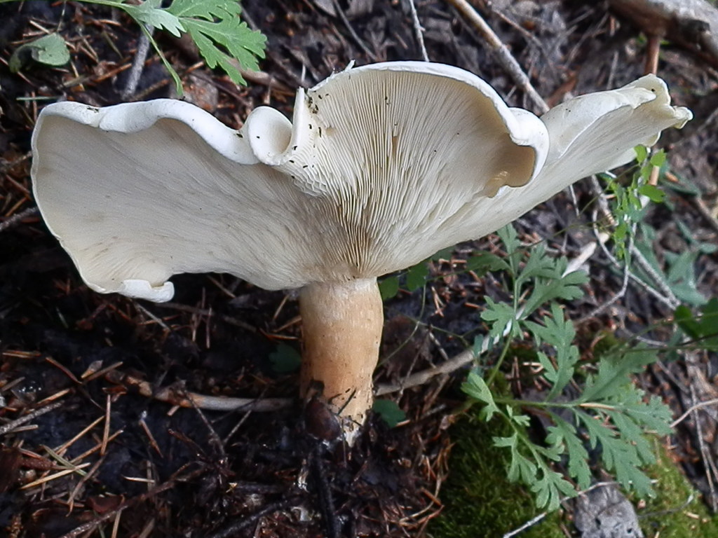 Giant Funnel from Apache National Forest, Apache Co., Arizona, USA on ...
