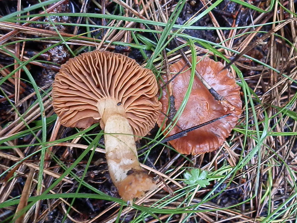 Webcaps from Apache National Forest, Apache Co., Arizona, USA on August ...