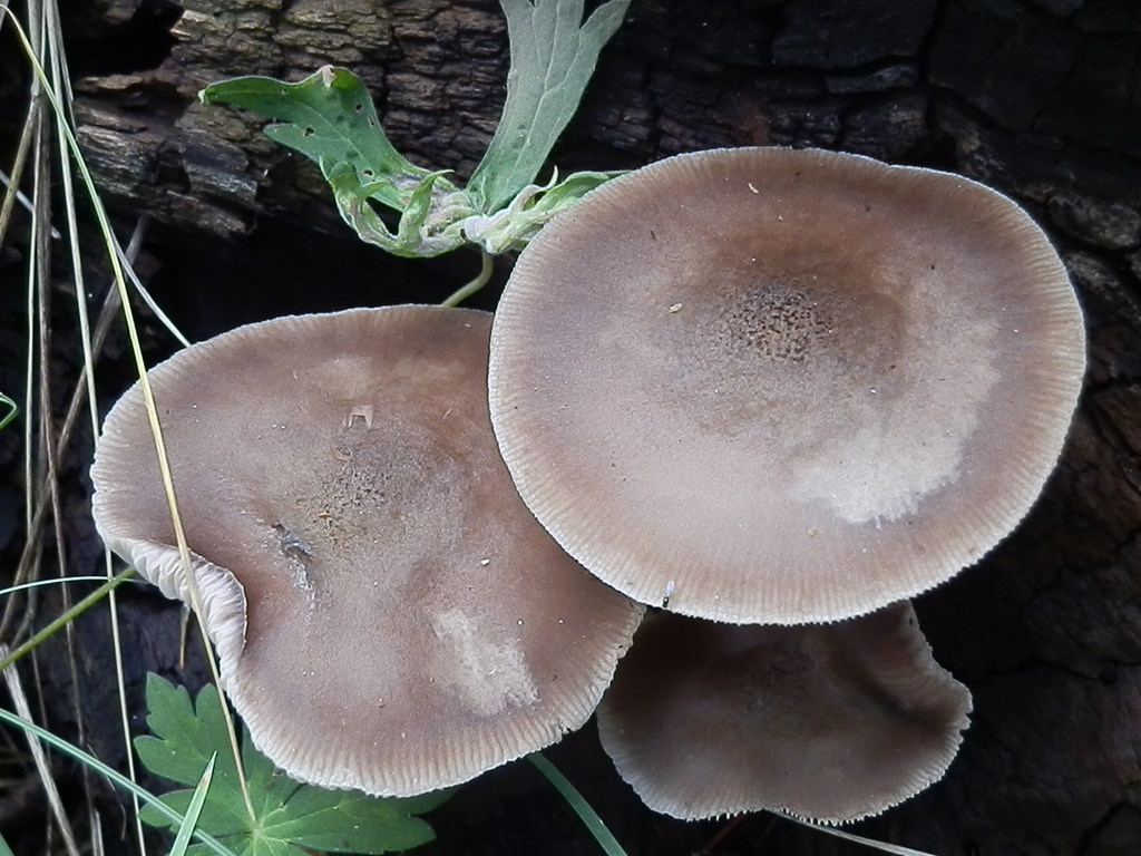 Pluteus americanus from Coconino Co., Arizona, USA on August 7, 2016 by ...