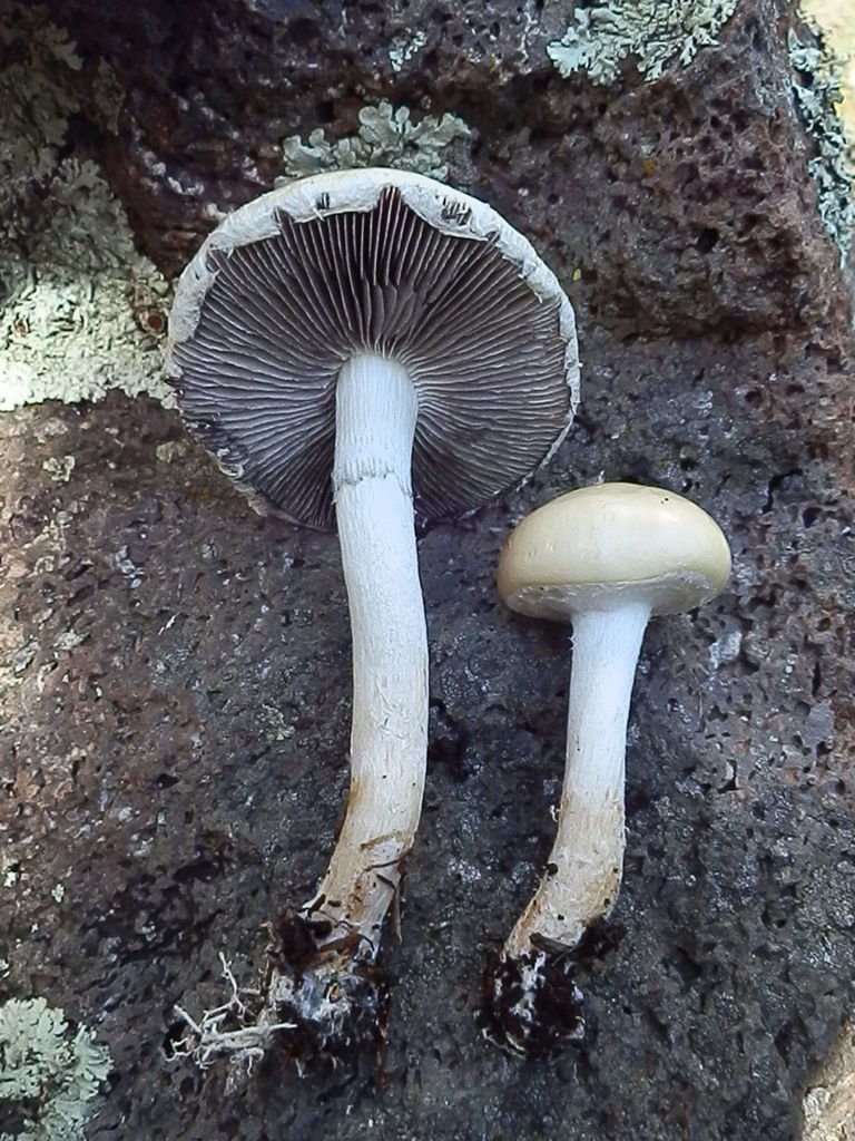 Questionable Stropharia from Coconino Co., Arizona, USA on August 08 ...