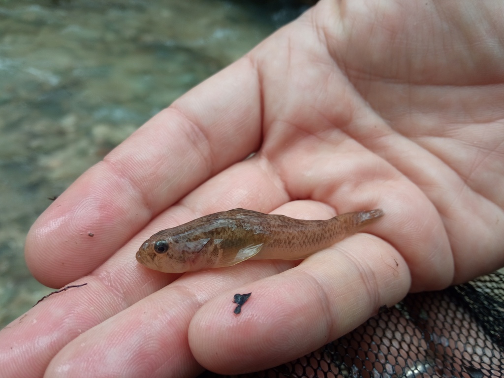 Padanian goby from Provincia di Rieti, Italia on December 05, 2021 at ...