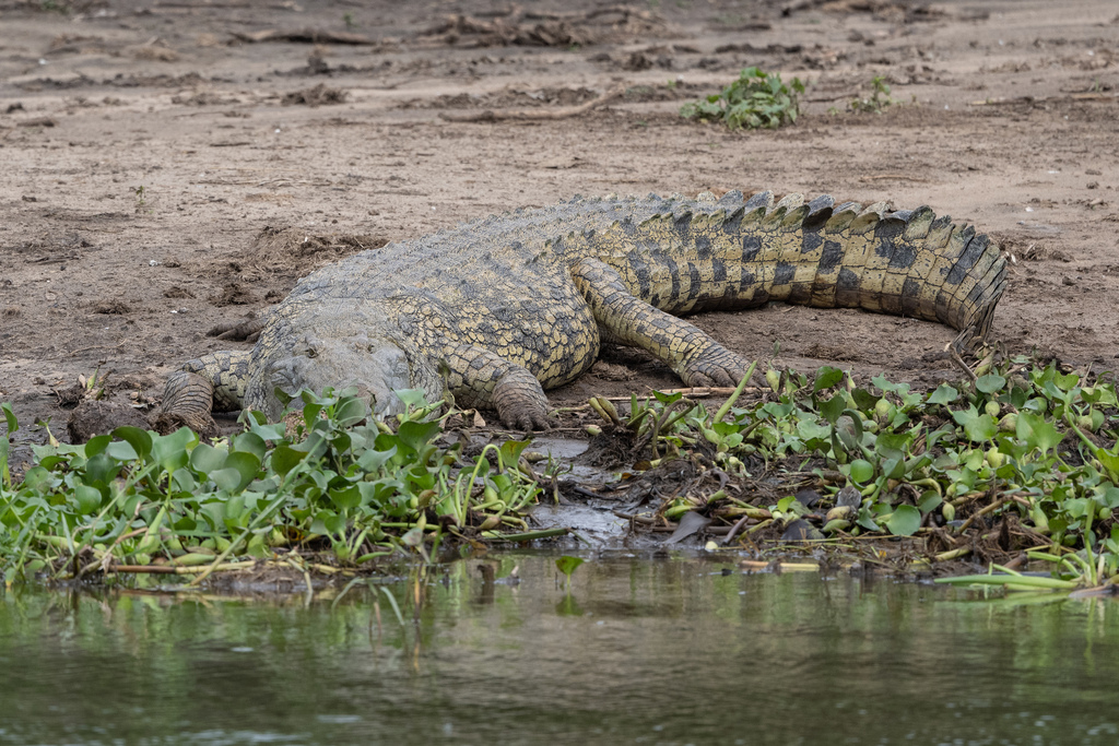 Nile Crocodile from Bunyaruguru, Bushenyi, Queen Elizabeth, Uganda on ...