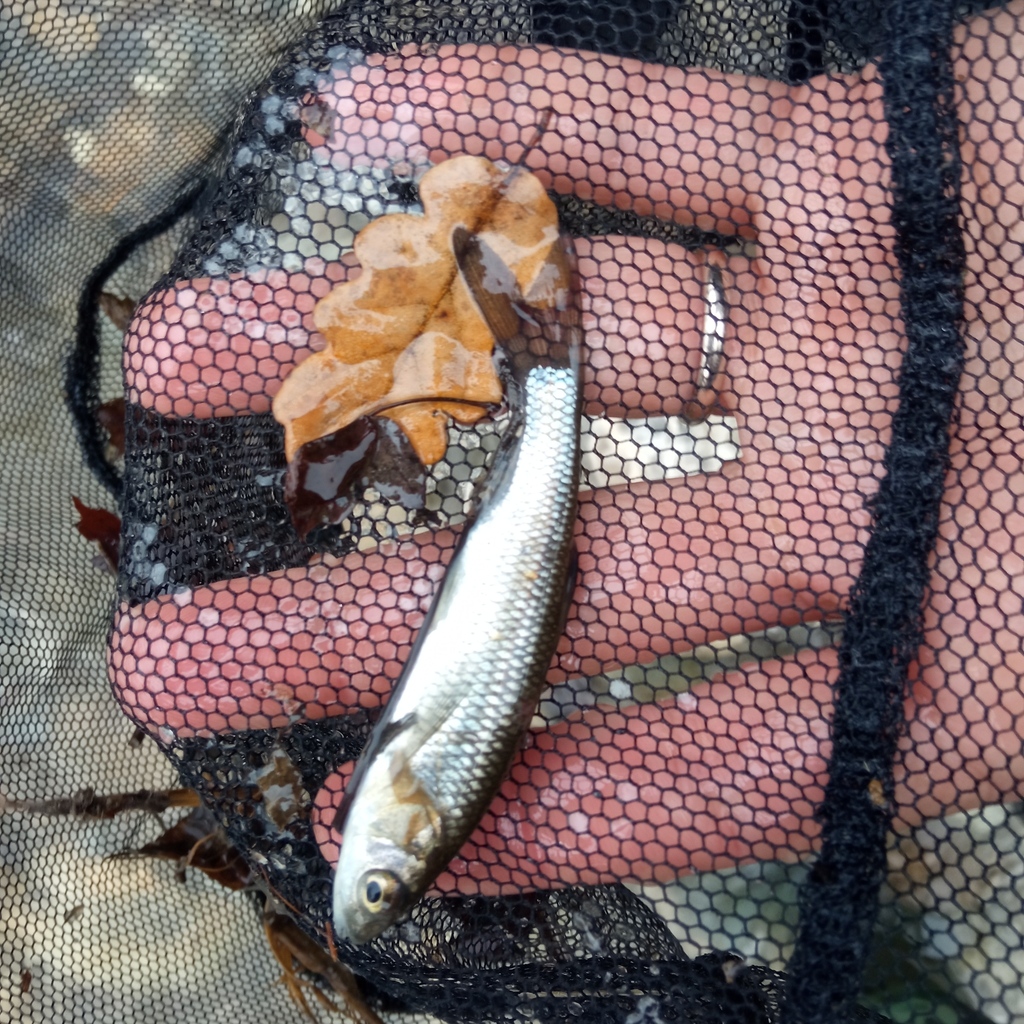 Cavedano chub from Provincia di Grosseto, Italia on January 02, 2022 at ...